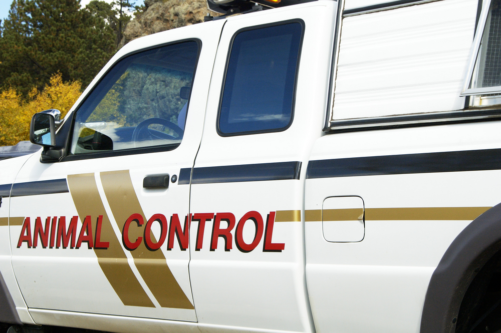 Reporting a Dog Bite to Animal Control - How to do it?